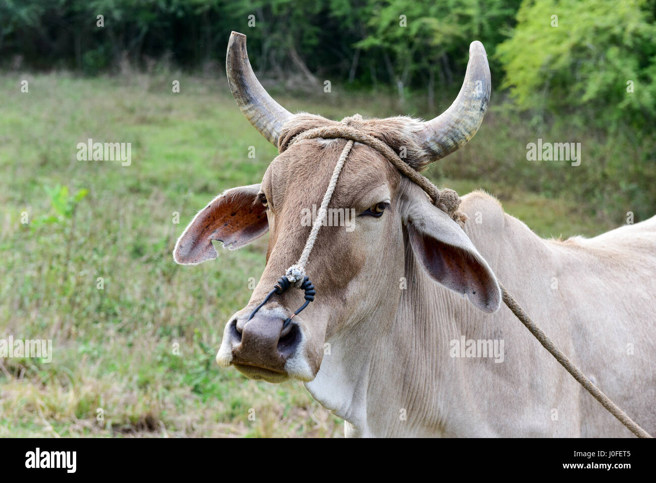 Cuban Cow in the field in Vinales, Cuba Stock Photo - Alamy