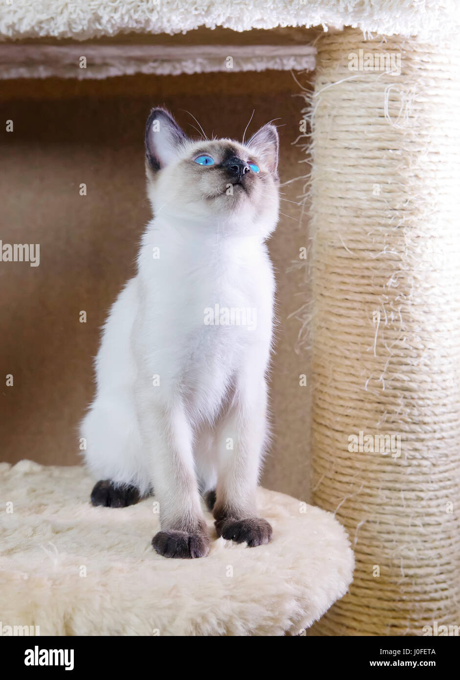 The kitten(Siamese type ,Mekong bobtail Stock Photo - Alamy