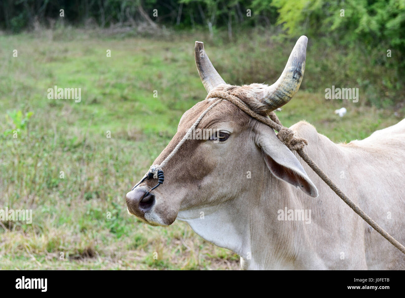Cuban Cow in the field in Vinales, Cuba Stock Photo - Alamy