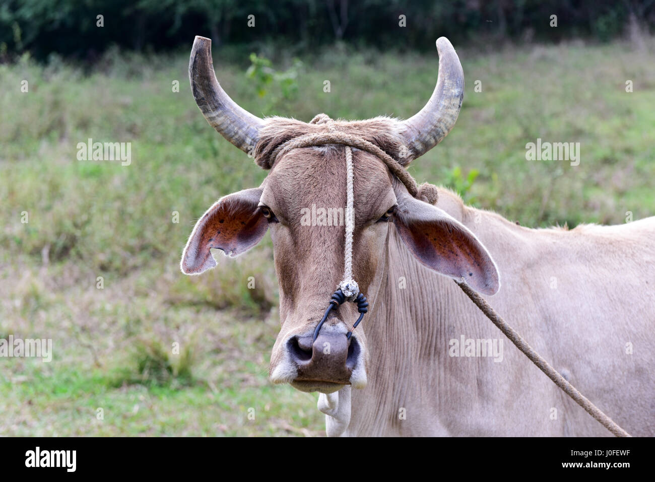 Cuban cow hi-res stock photography and images - Alamy