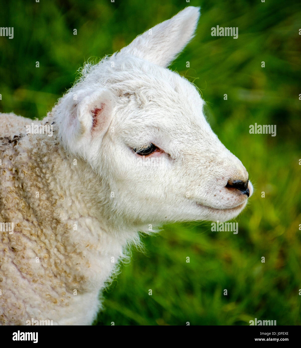 Scottish lambing hi-res stock photography and images - Alamy