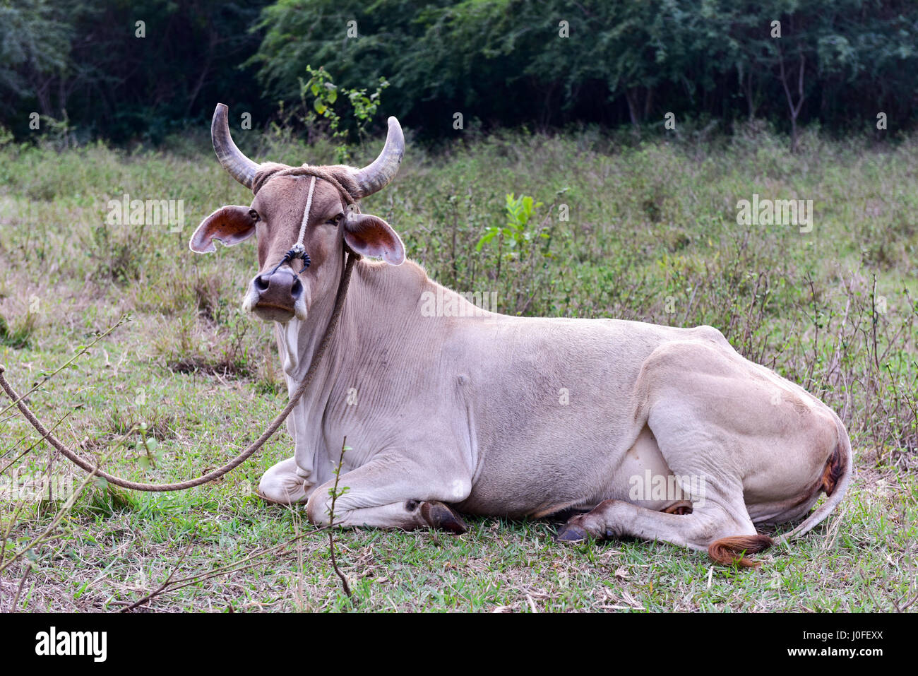 Cuban Cow in the field in Vinales, Cuba Stock Photo - Alamy