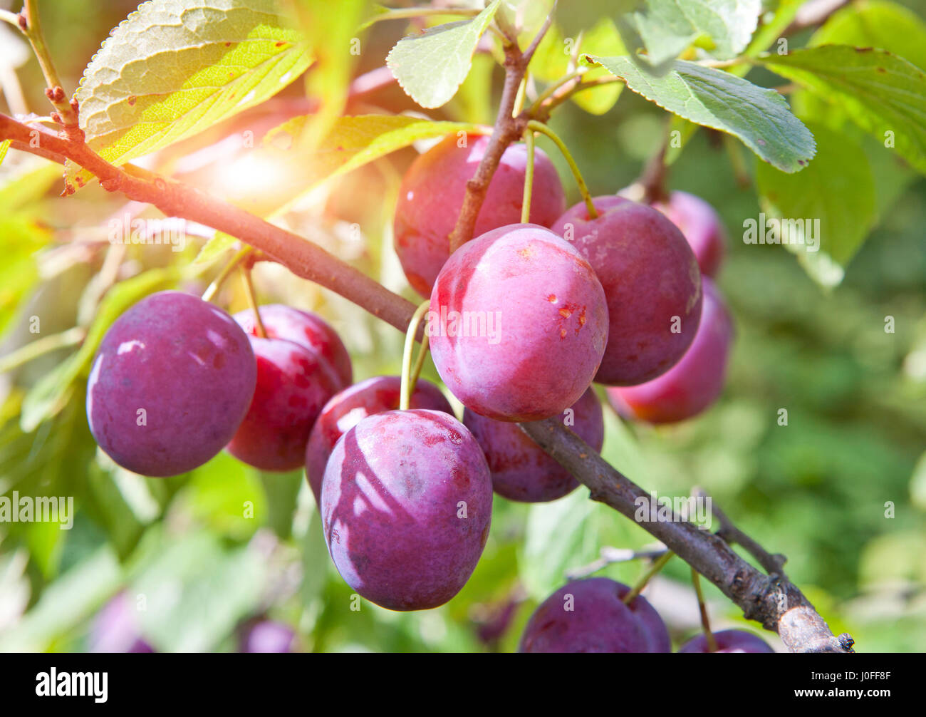 Branches of a plum tree with ripe fruits Stock Photo - Alamy