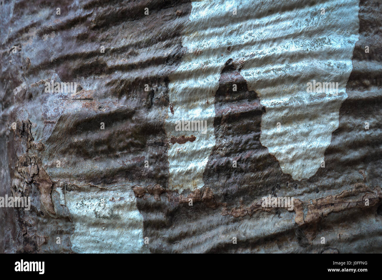 Gumtree bark texture Stock Photo - Alamy