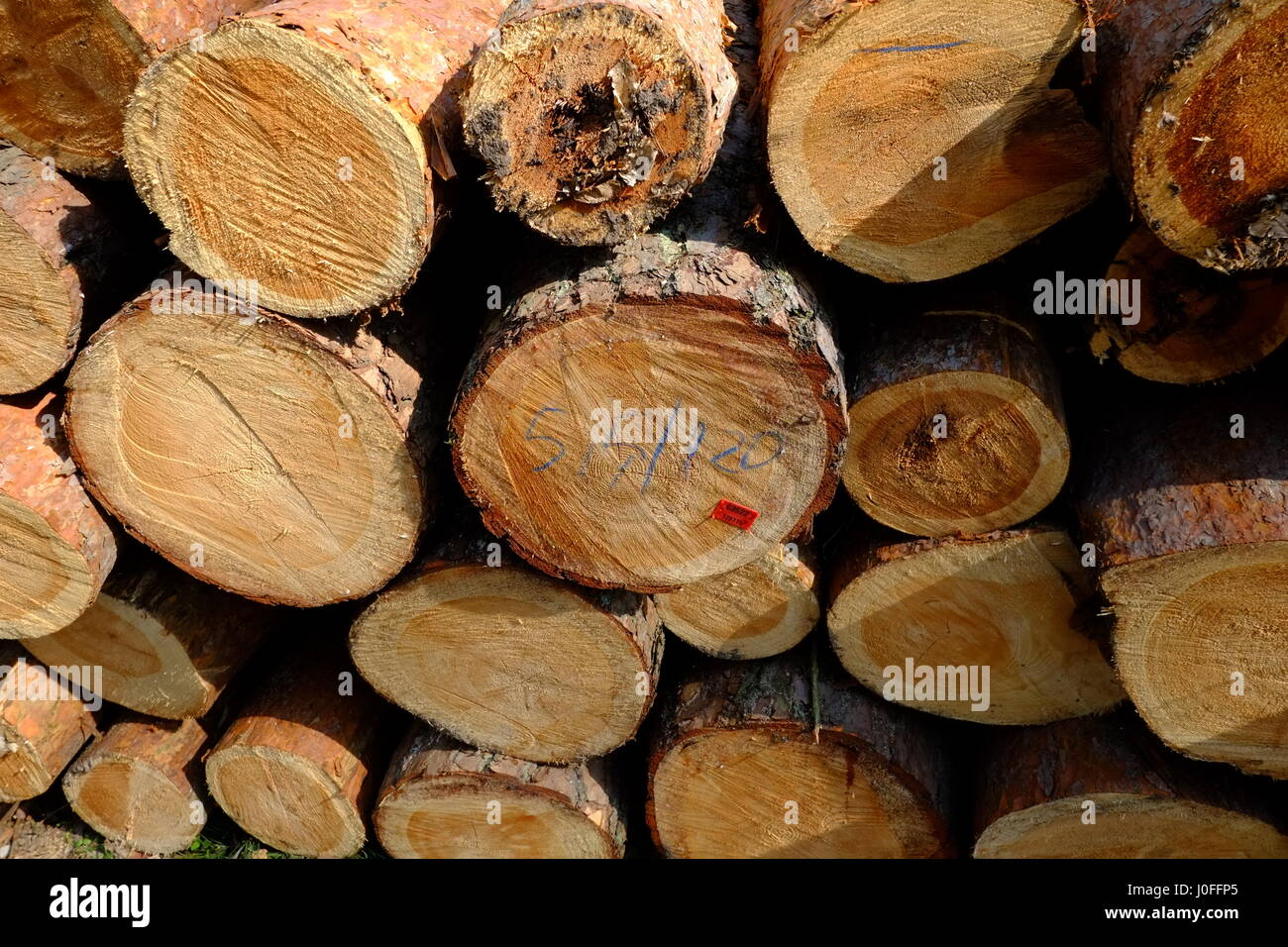 Sad dead trees hi-res stock photography and images - Alamy