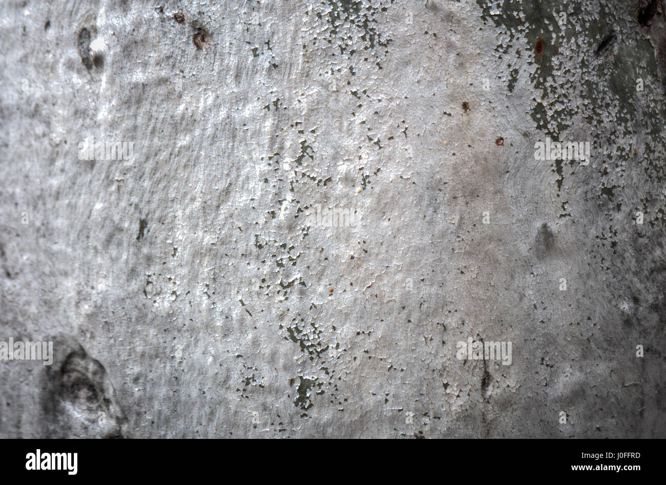 Gumtree bark texture Stock Photo - Alamy