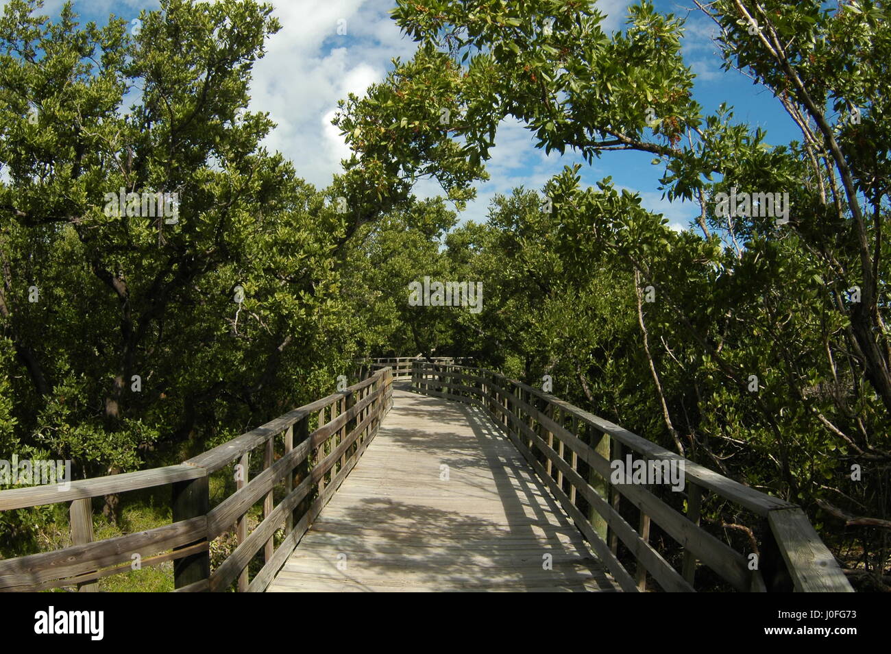 everglades wood walkway Stock Photo - Alamy