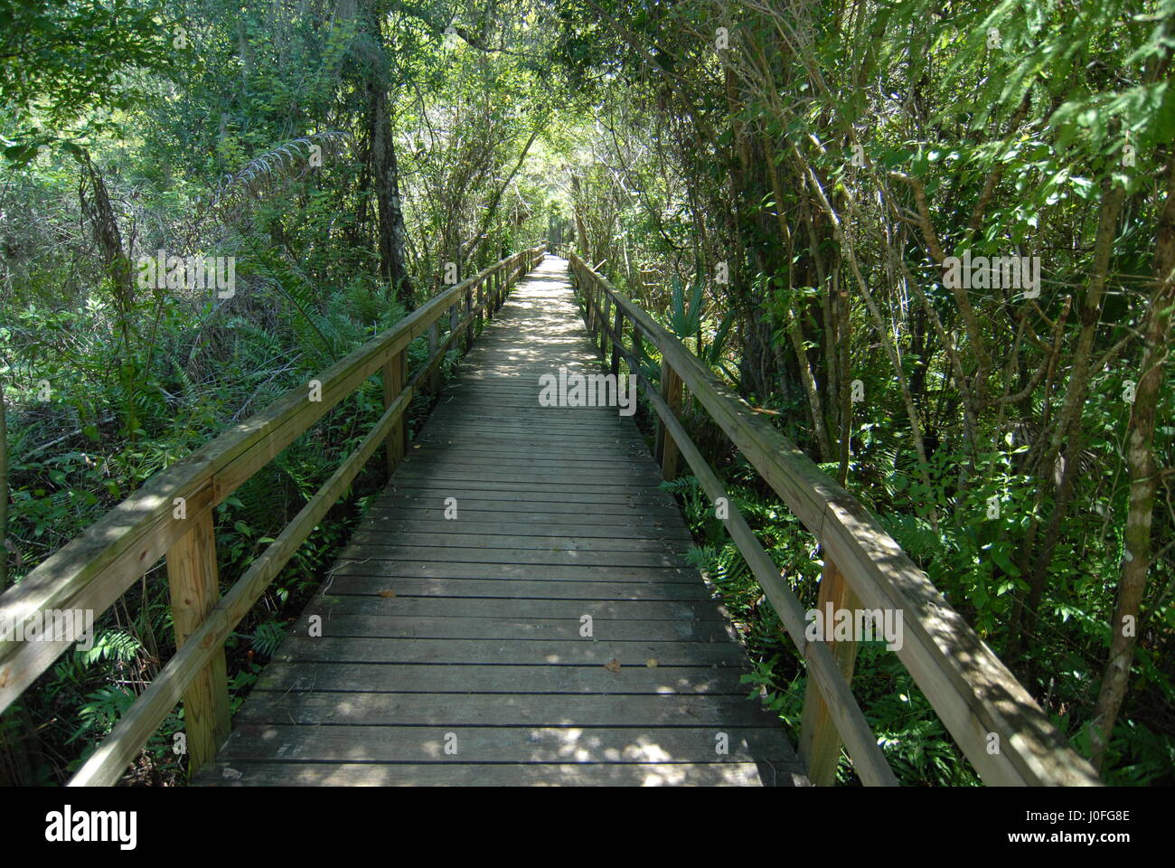 Florida everglades walkway Stock Photo - Alamy