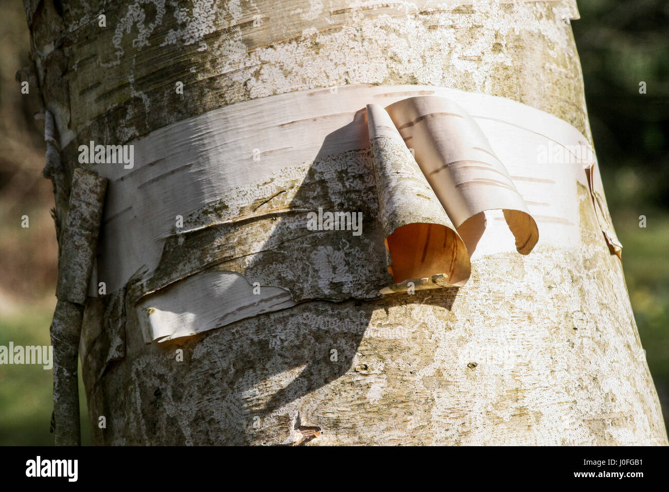 Peeling bark on a birch tree Stock Photo - Alamy
