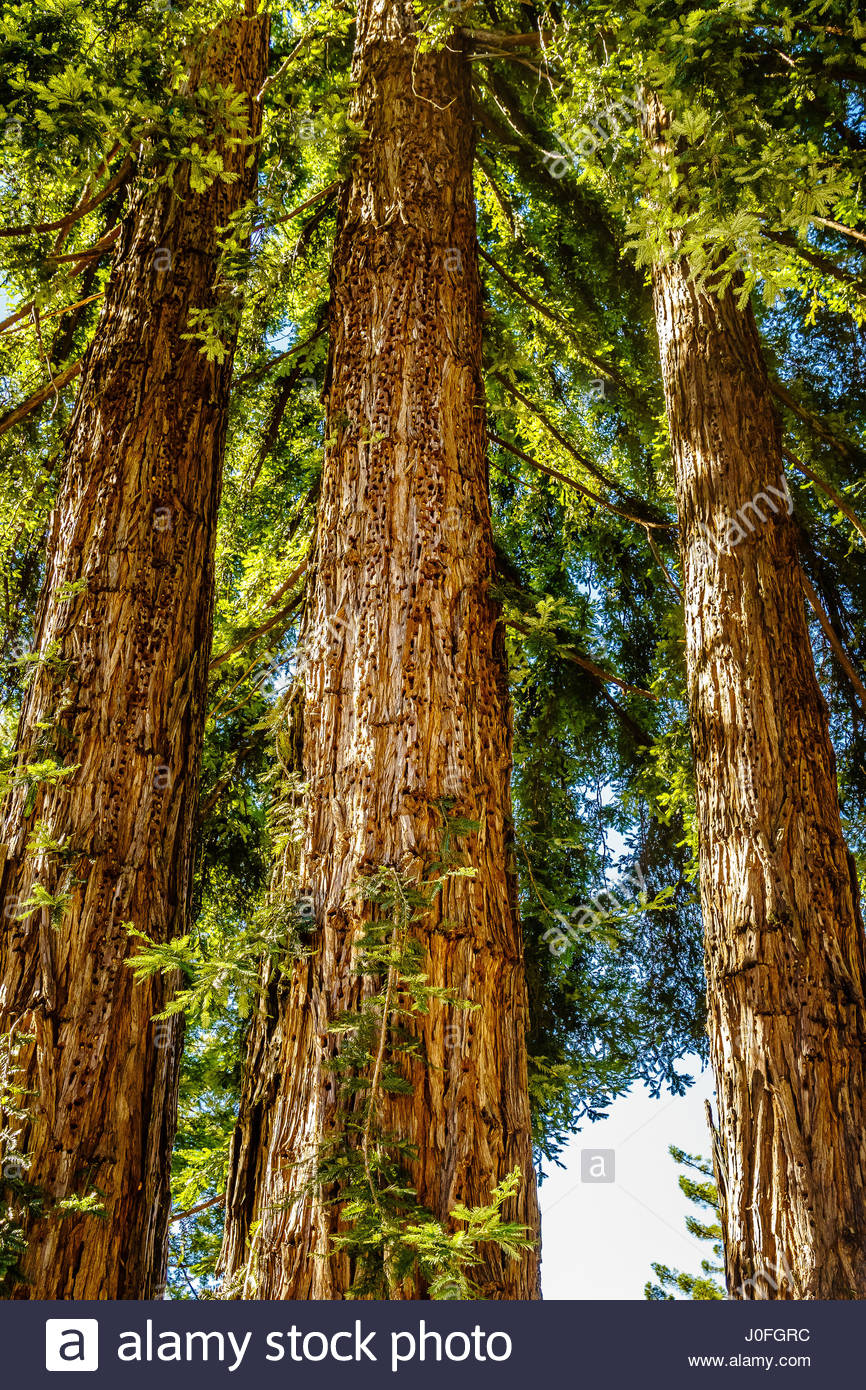 Sierra Redwood Tree High Resolution Stock Photography and Images - Alamy