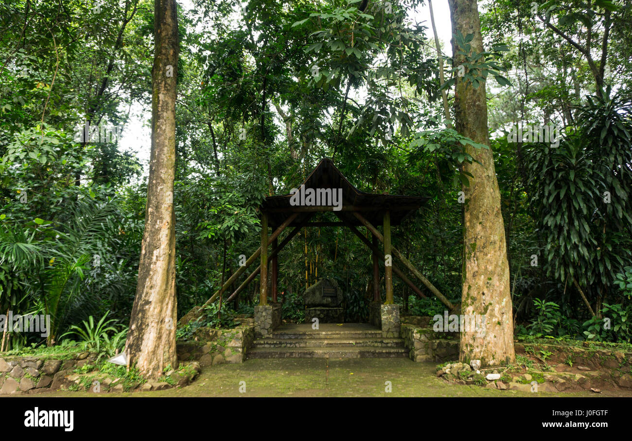 a gazebo for rest area between two big tree in the middle of green ...