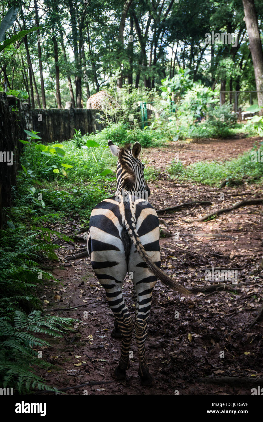 Zebra from behind with beautiful black and white striped photo taken in ...