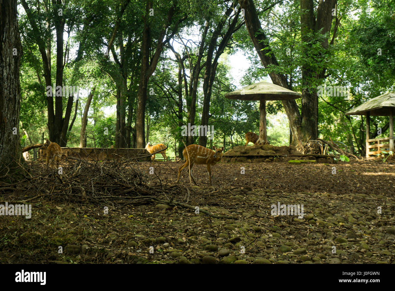Deer's cage with trees and gazebo inside the cage photo taken in ...