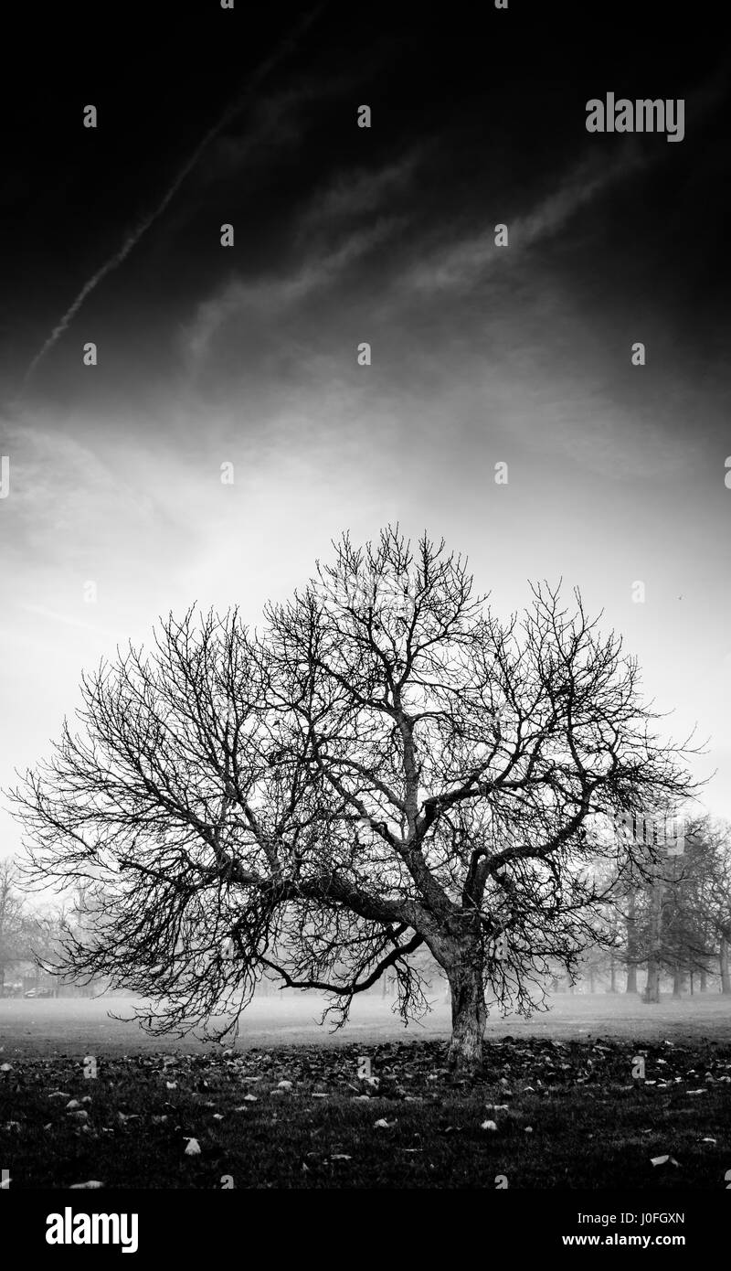 Tall standing tree Black and White Stock Photos & Images - Alamy