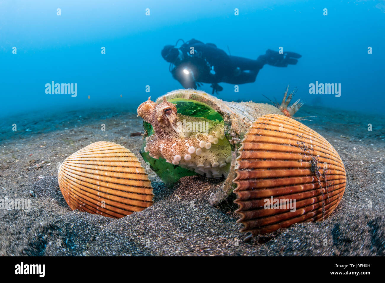 Octopus in a coconut shell hi-res stock photography and images - Alamy