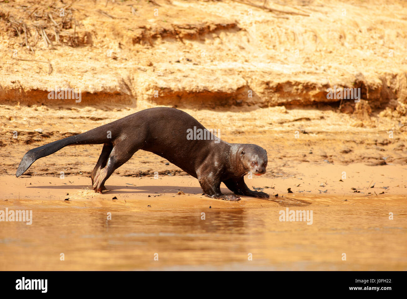 Giant otter at the banks of Cuiabá River, Pantanal of Mato Grosso ...