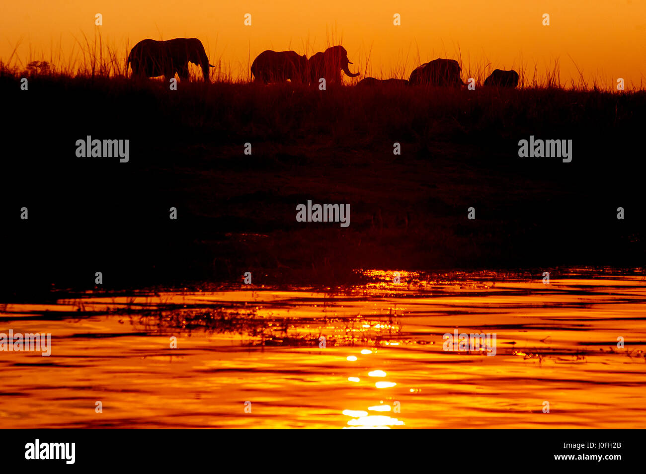 Elephants at the banks of Chobe River at sunset, Chobe National Park ...