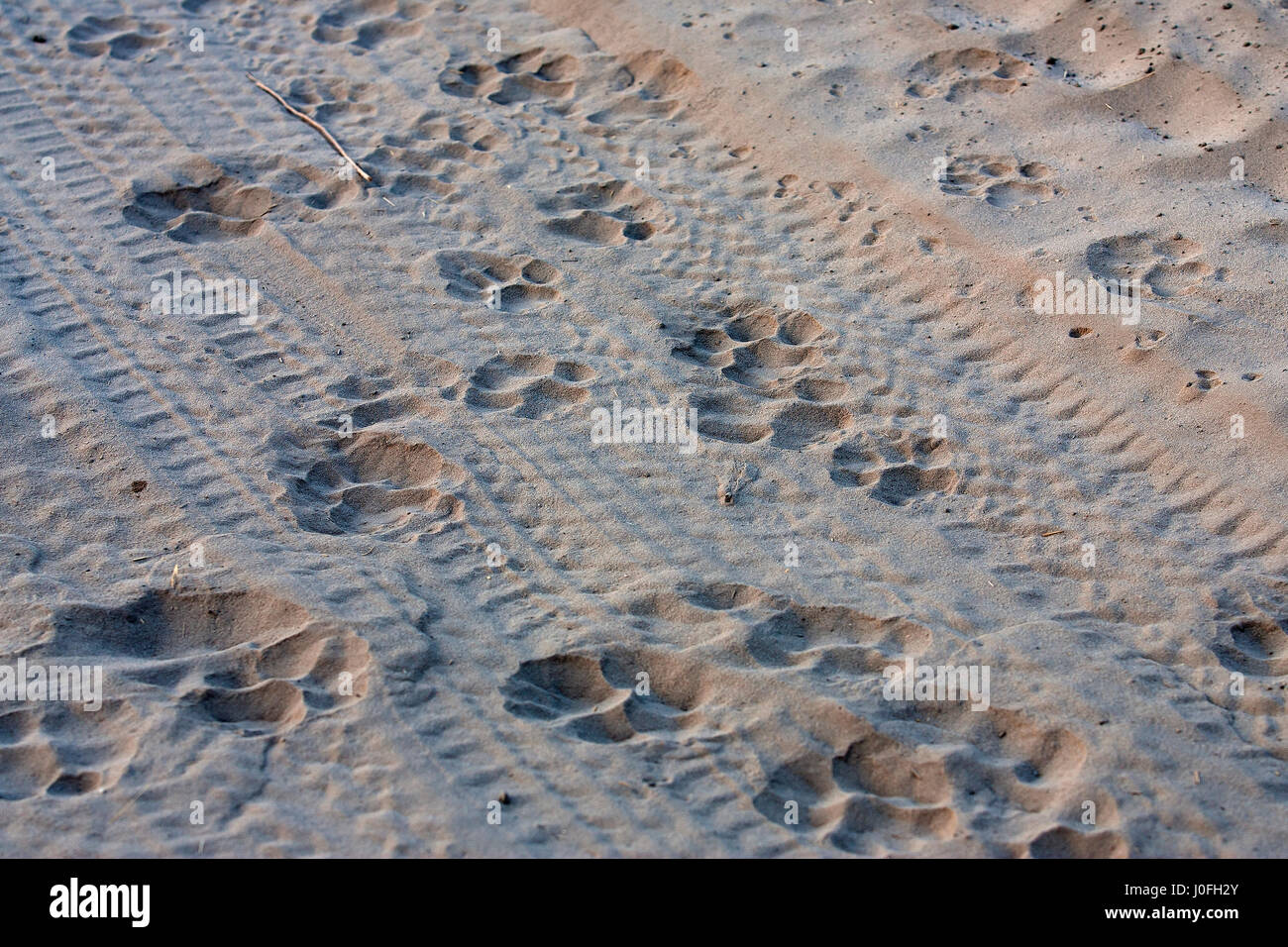 Lion footprint hi-res stock photography and images - Alamy