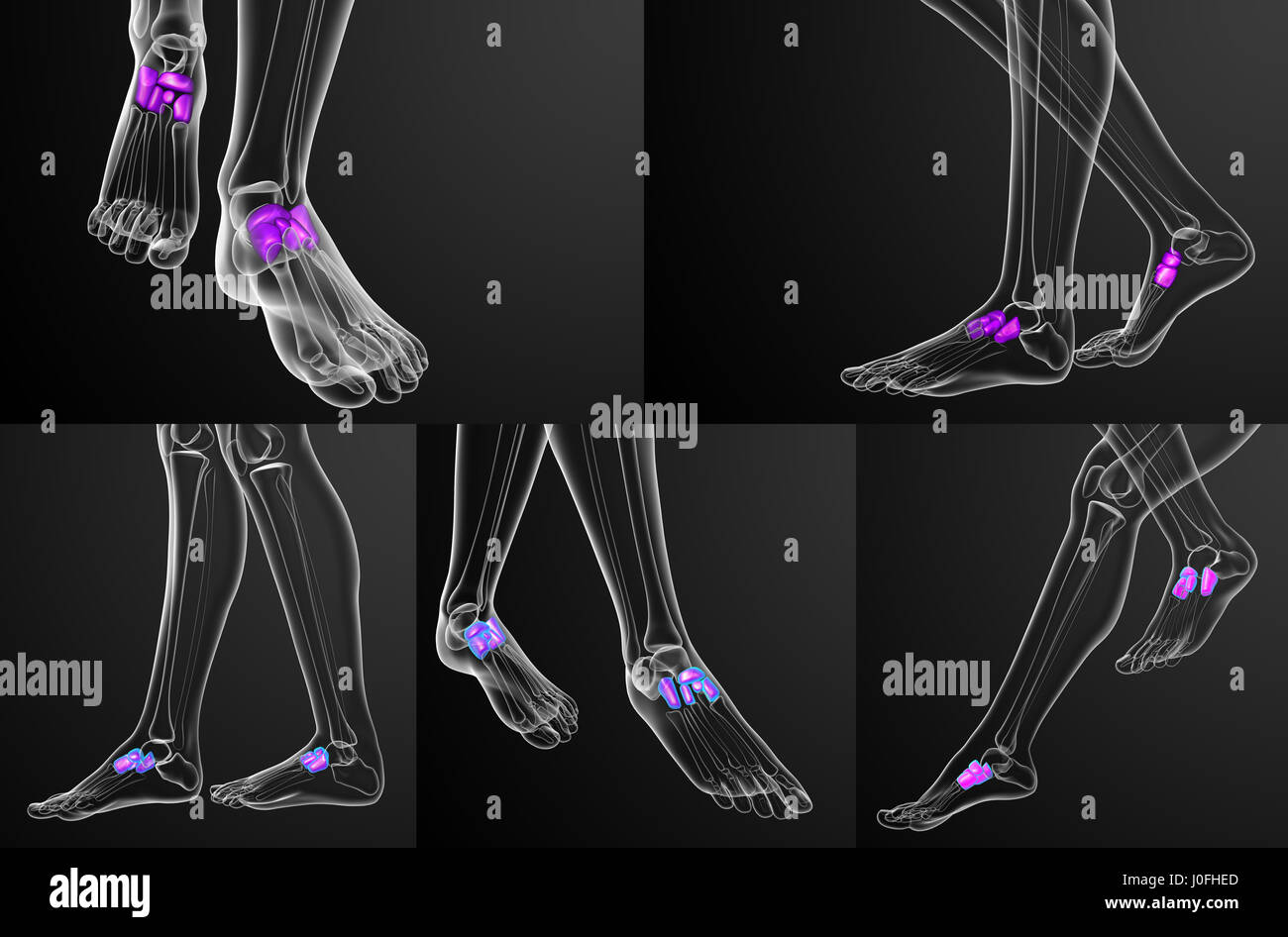 3d rendering medical illustration of the midfoot bone Stock Photo - Alamy
