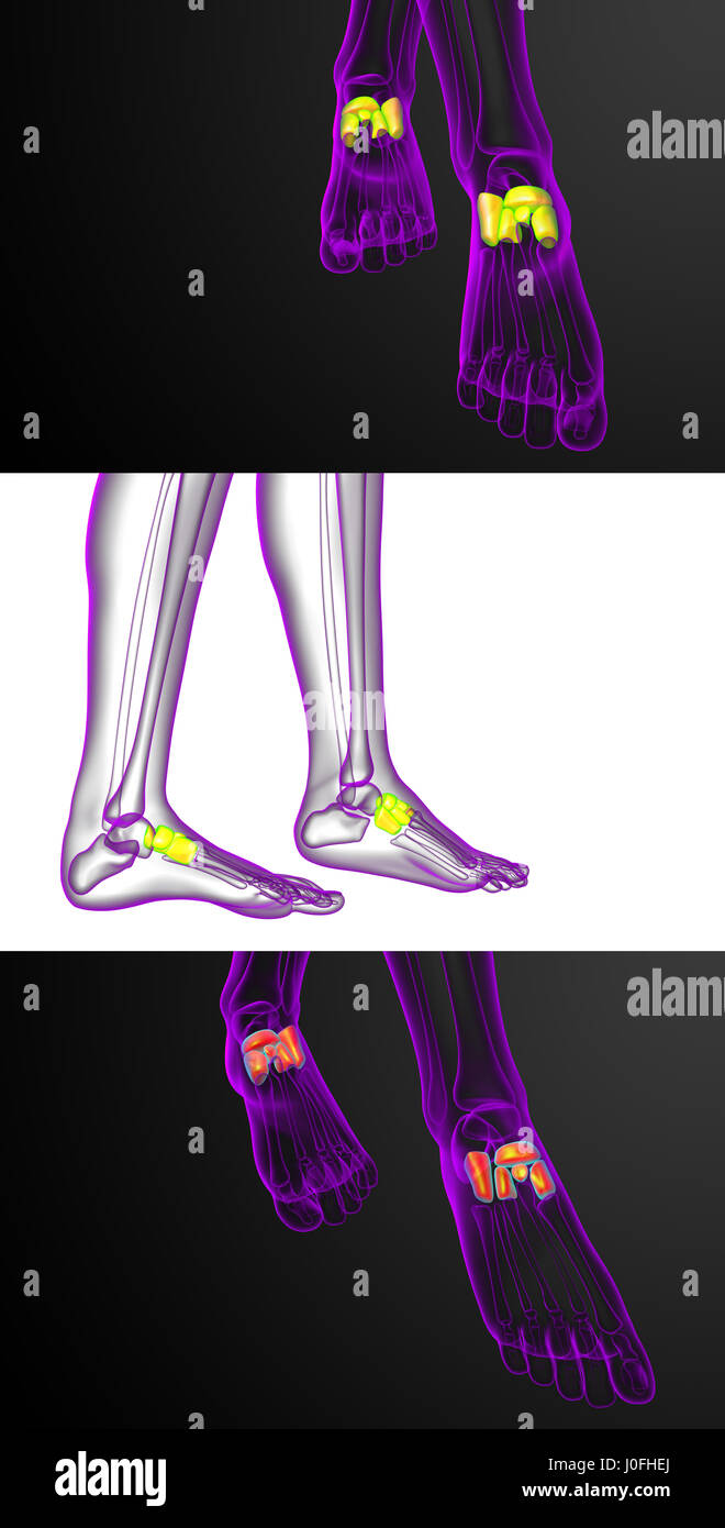 3d rendering medical illustration of the midfoot bone Stock Photo - Alamy