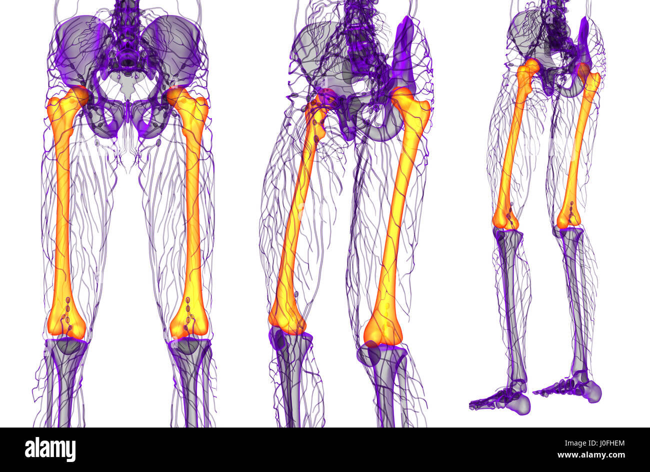 3d rendering medical illustration of the femur bone Stock Photo - Alamy