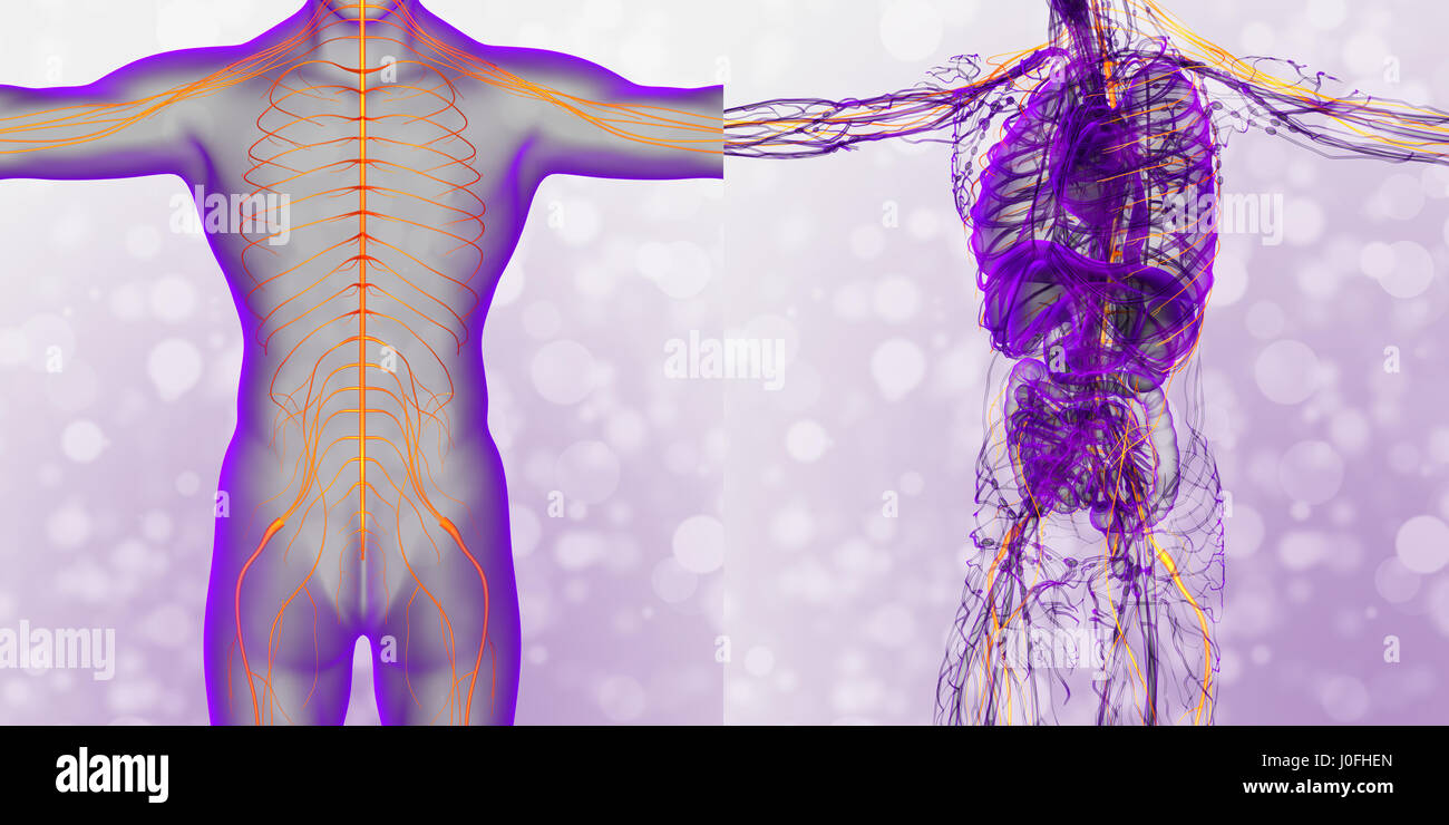 3d rendering medical illustration of the nerve system Stock Photo - Alamy