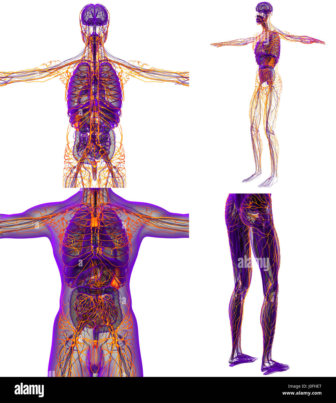 3d rendering medical illustration of the human lymphatic system Stock ...
