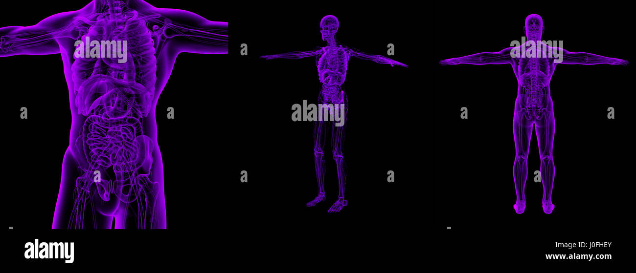3D rendering medical illustration of the human Stock Photo - Alamy