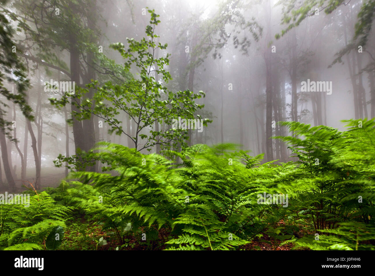 Lush and colorful spring forest with ferns Stock Photo - Alamy