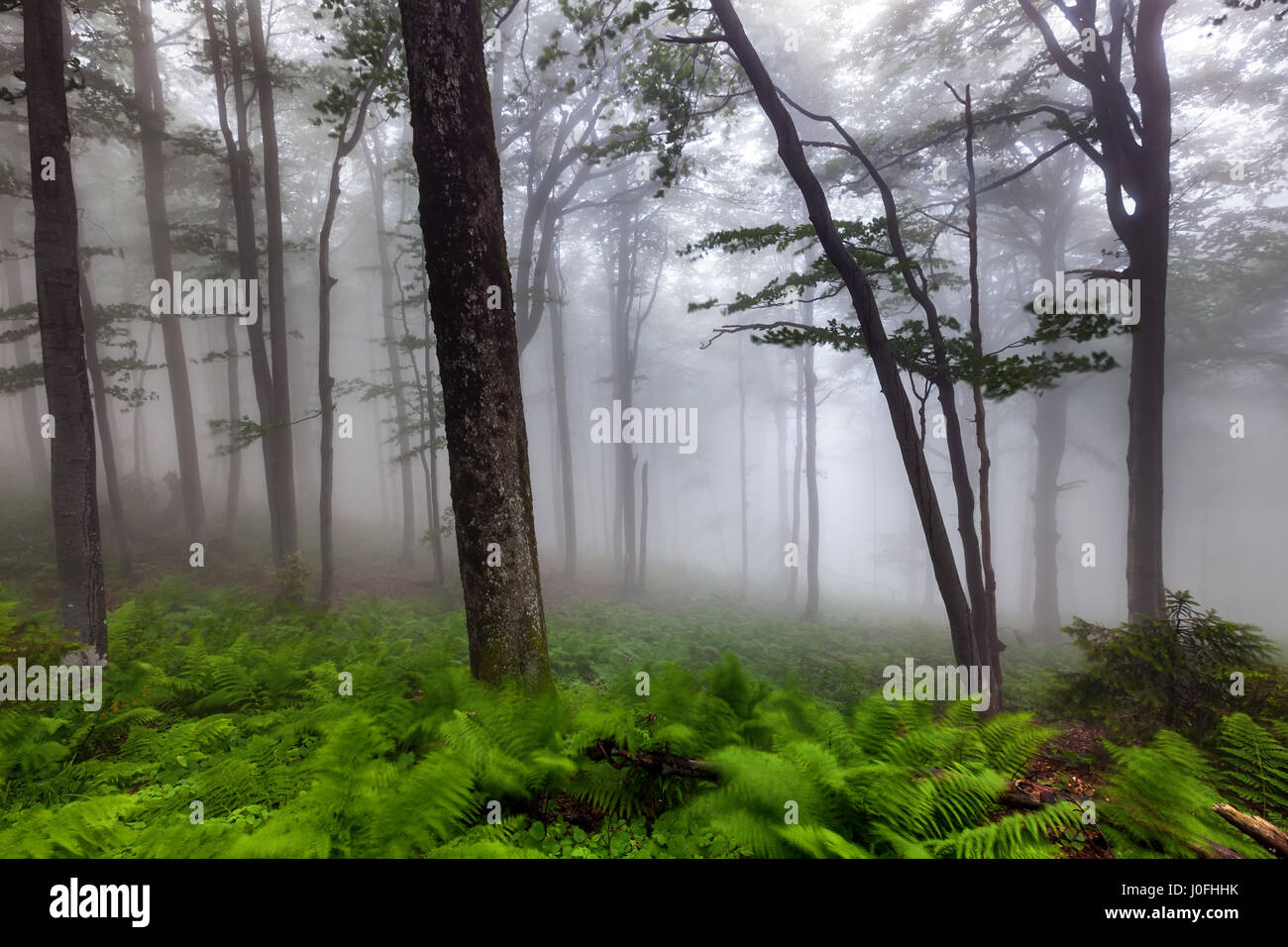 Lush and colorful spring forest with ferns Stock Photo - Alamy