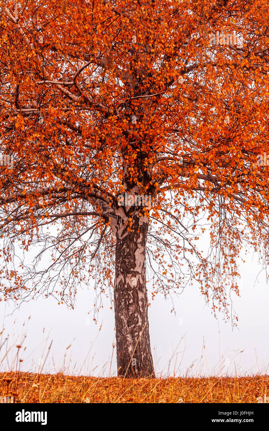 Beautiful tree in the mist with red leaves Stock Photo - Alamy