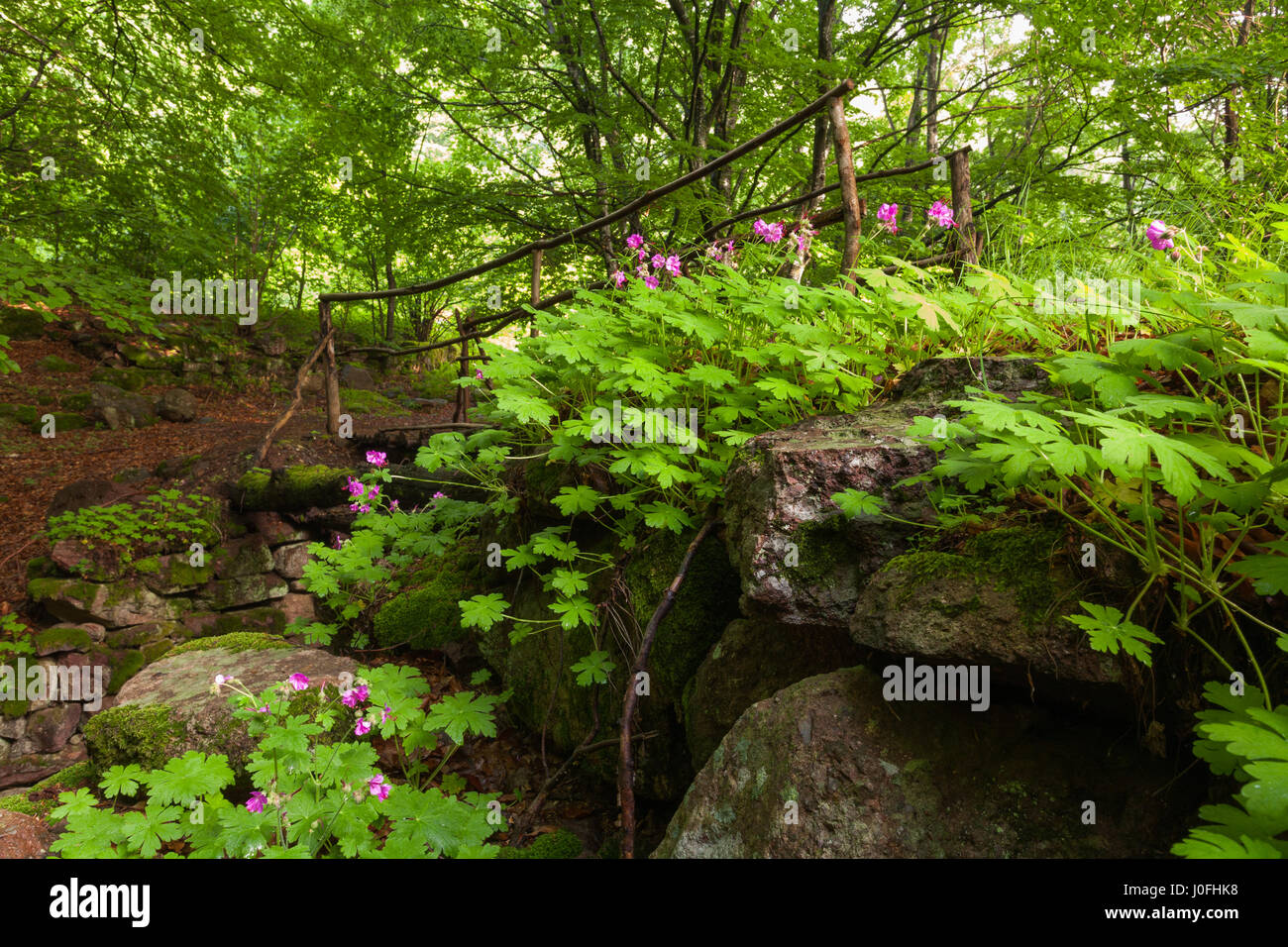 Wild blossom geranium flowers in spring forest Stock Photo - Alamy