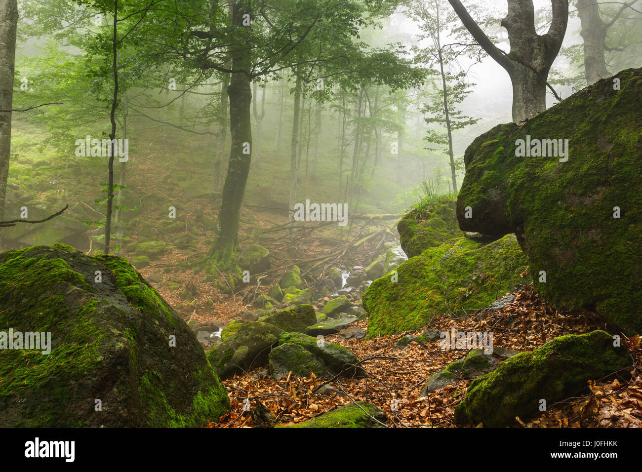 Misty forest with large mossy stones Stock Photo - Alamy