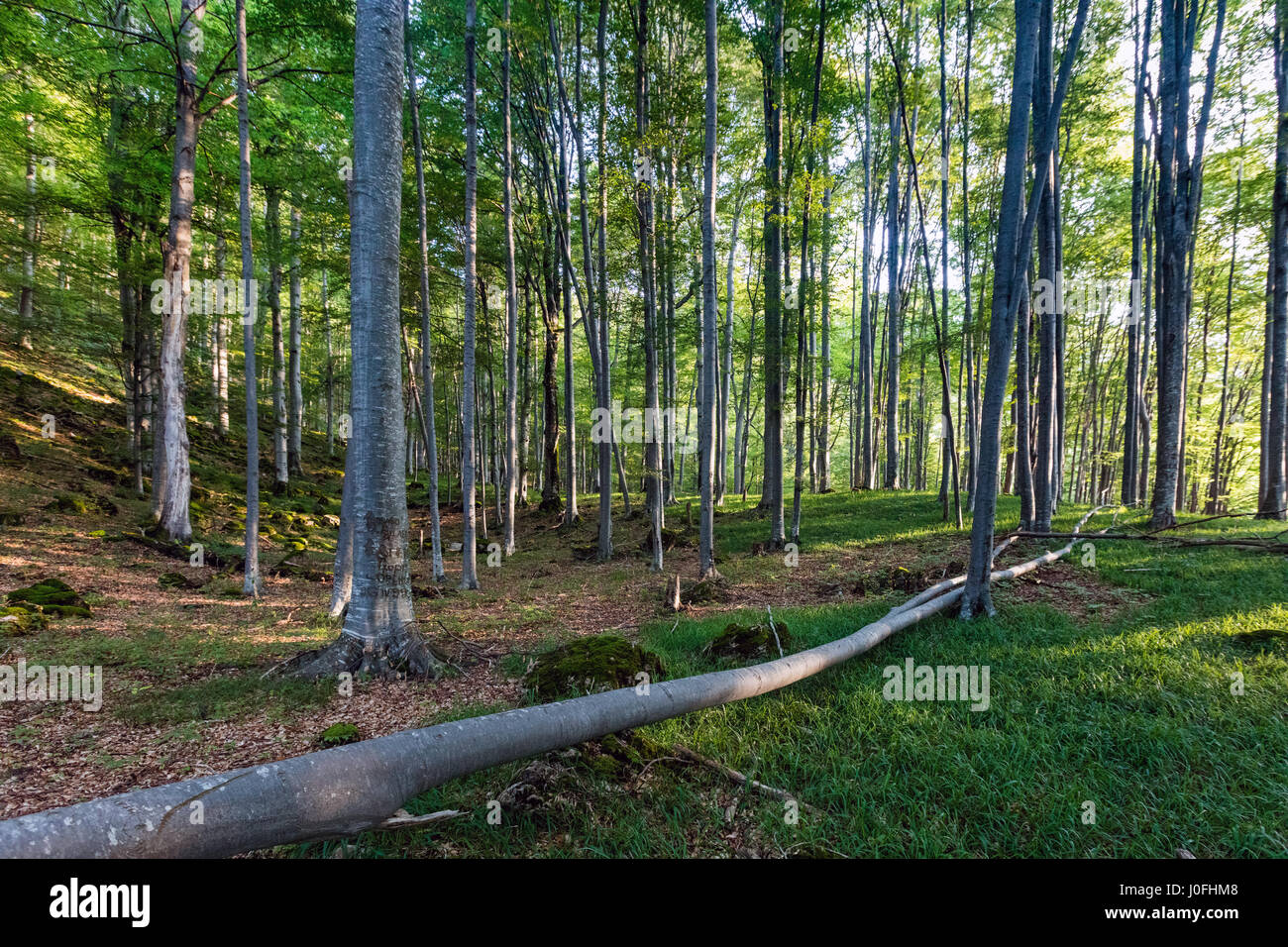A big beech tree fallen in the ground Stock Photo - Alamy