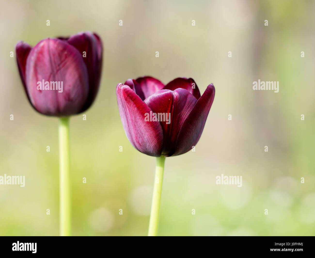 Black tulips hi-res stock photography and images - Alamy