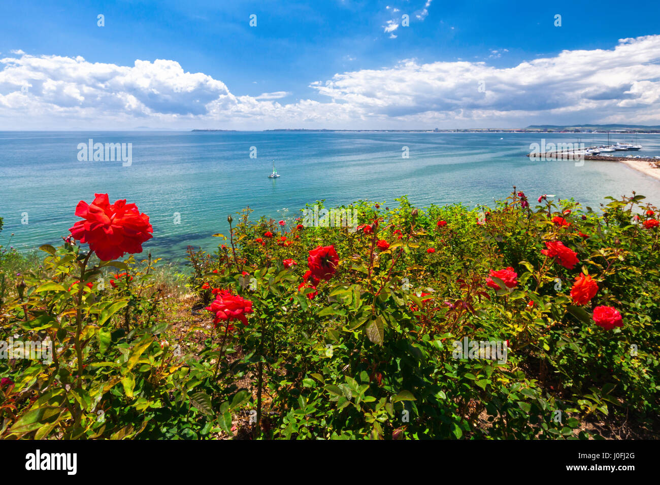 Rose bushed above the sea shore Stock Photo - Alamy