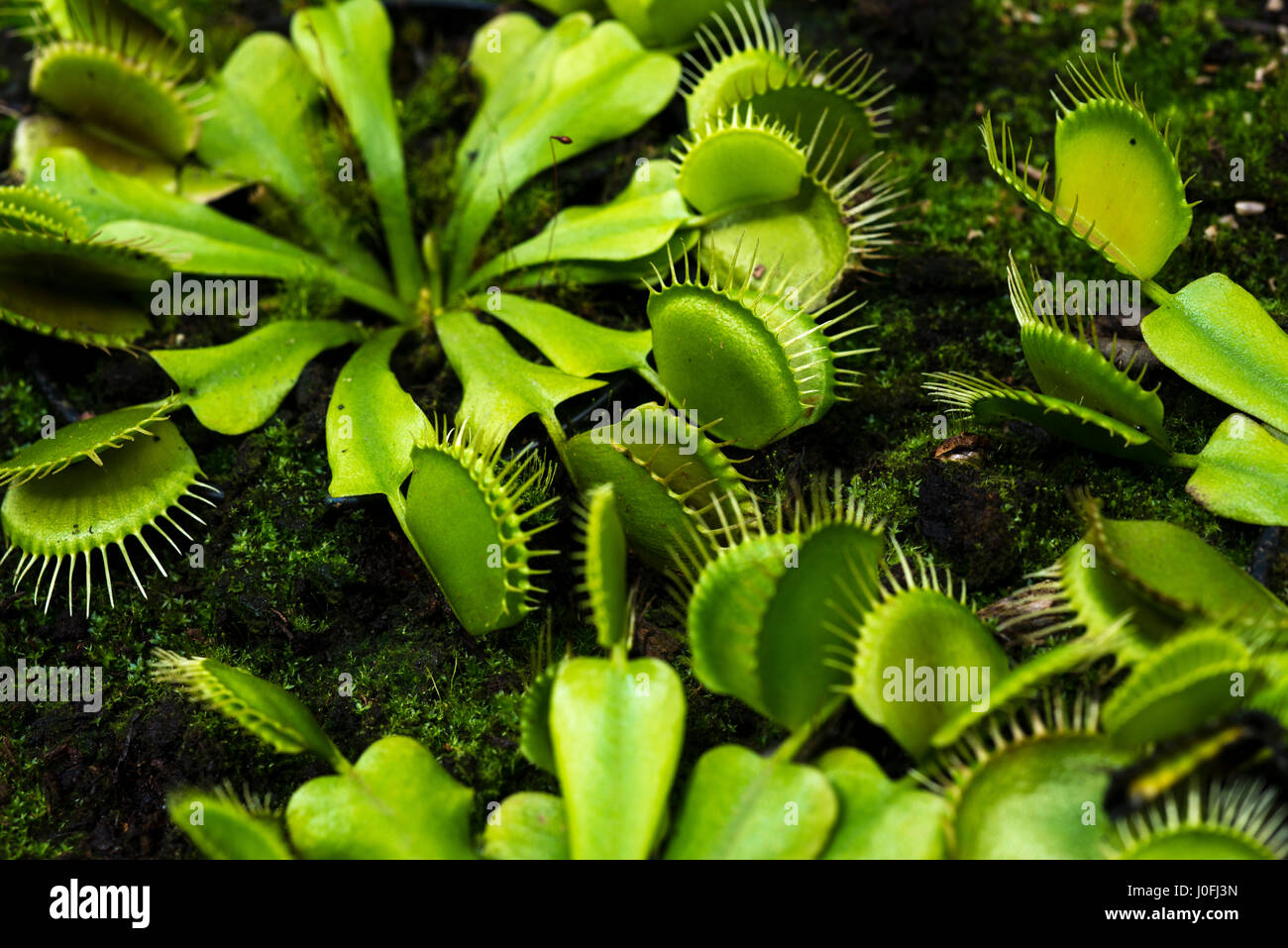 Venus flytrap, Dionaea muscipula Botanical garden KIT Karlsruhe, Baden ...