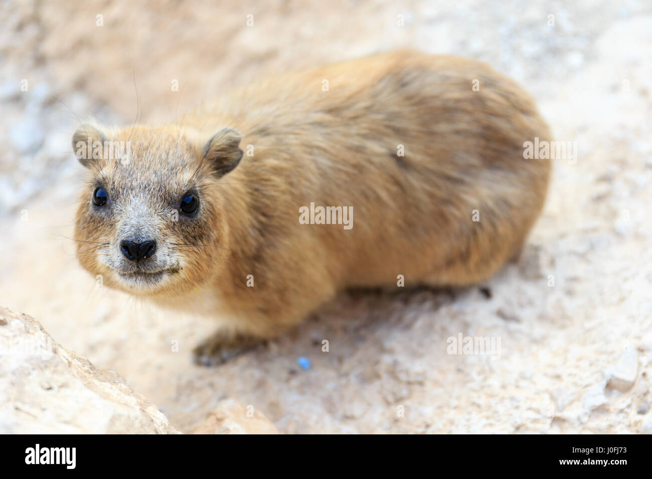 Rock hyrax paw hi-res stock photography and images - Alamy