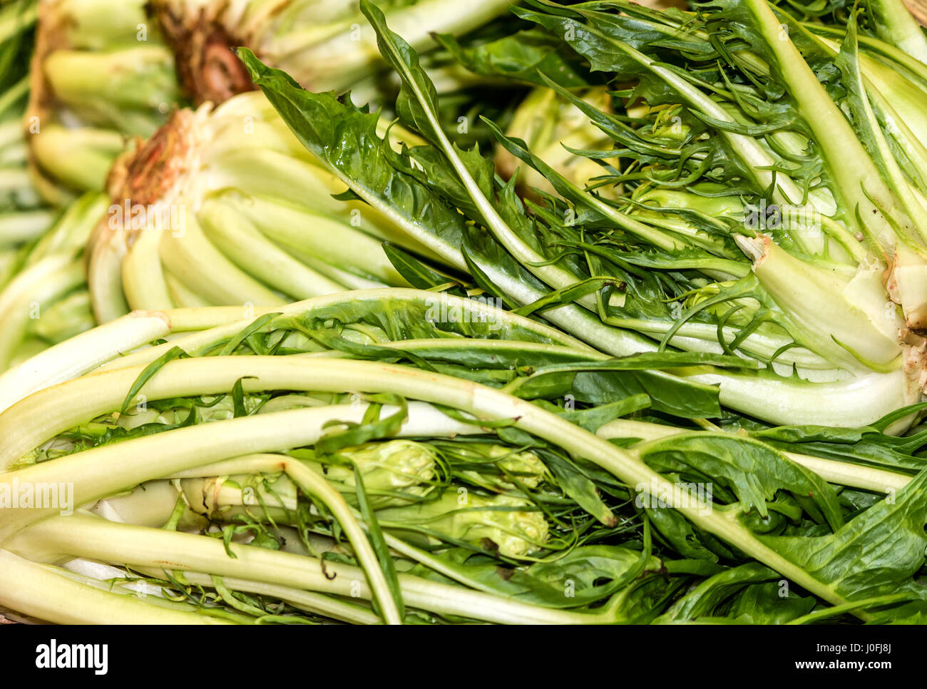 Cicoria catalogna cimata hi-res stock photography and images - Alamy