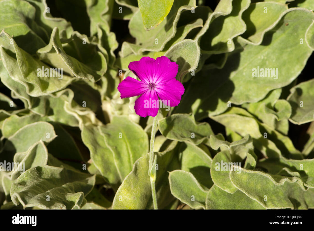 Rose Campion (Lychnis coronaria), Germany Stock Photo - Alamy