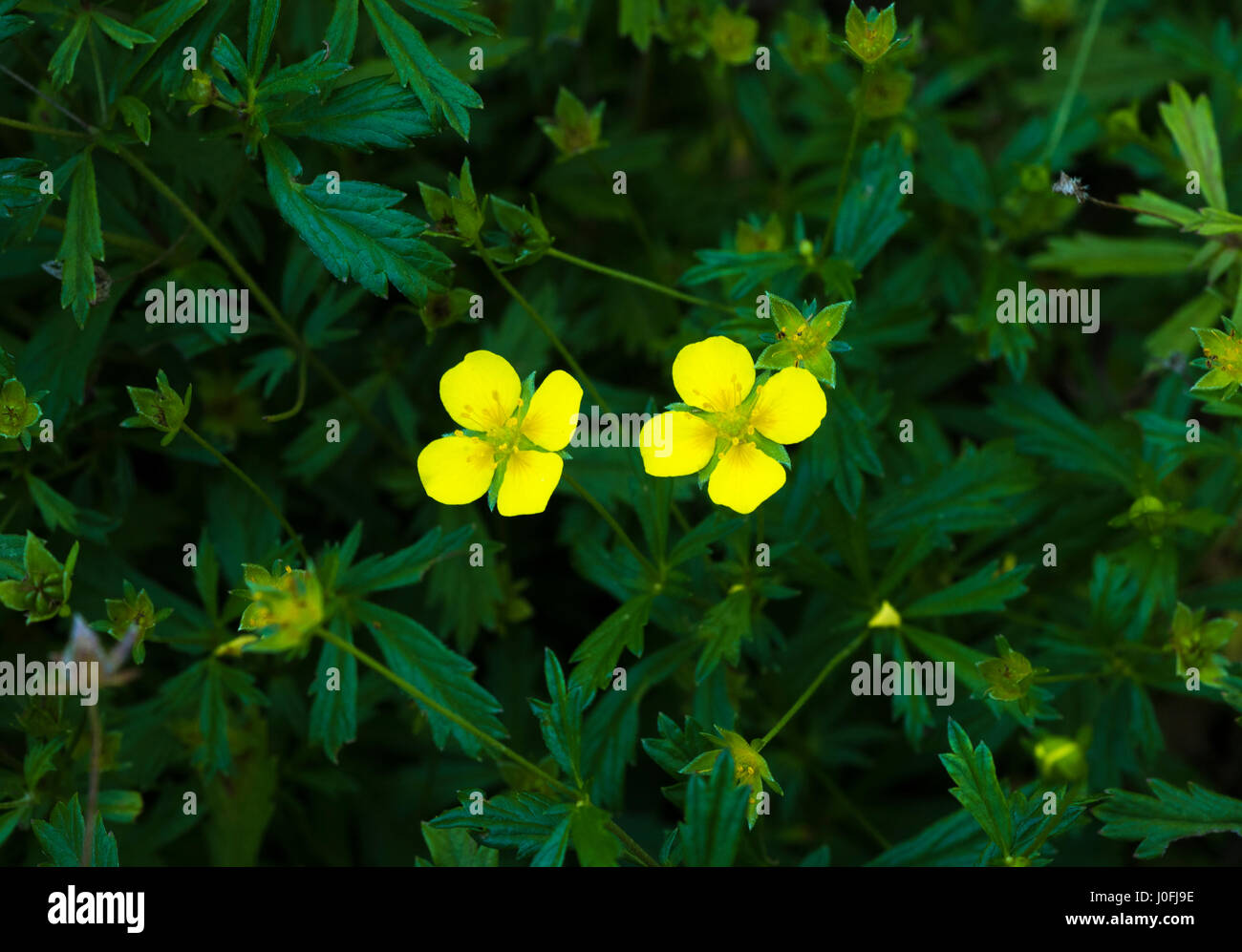 Common Tormentil or Septfoil (Potentilla erecta), hesse, germany ...