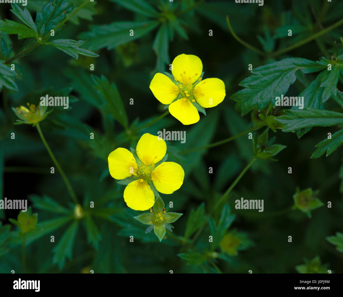 Blutwurz hi-res stock photography and images - Alamy