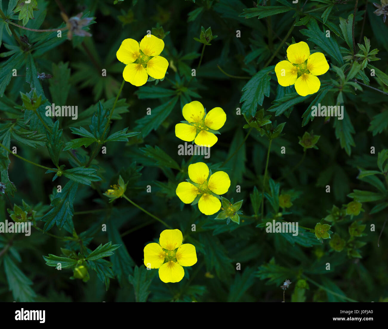 Blutwurz hi-res stock photography and images - Alamy