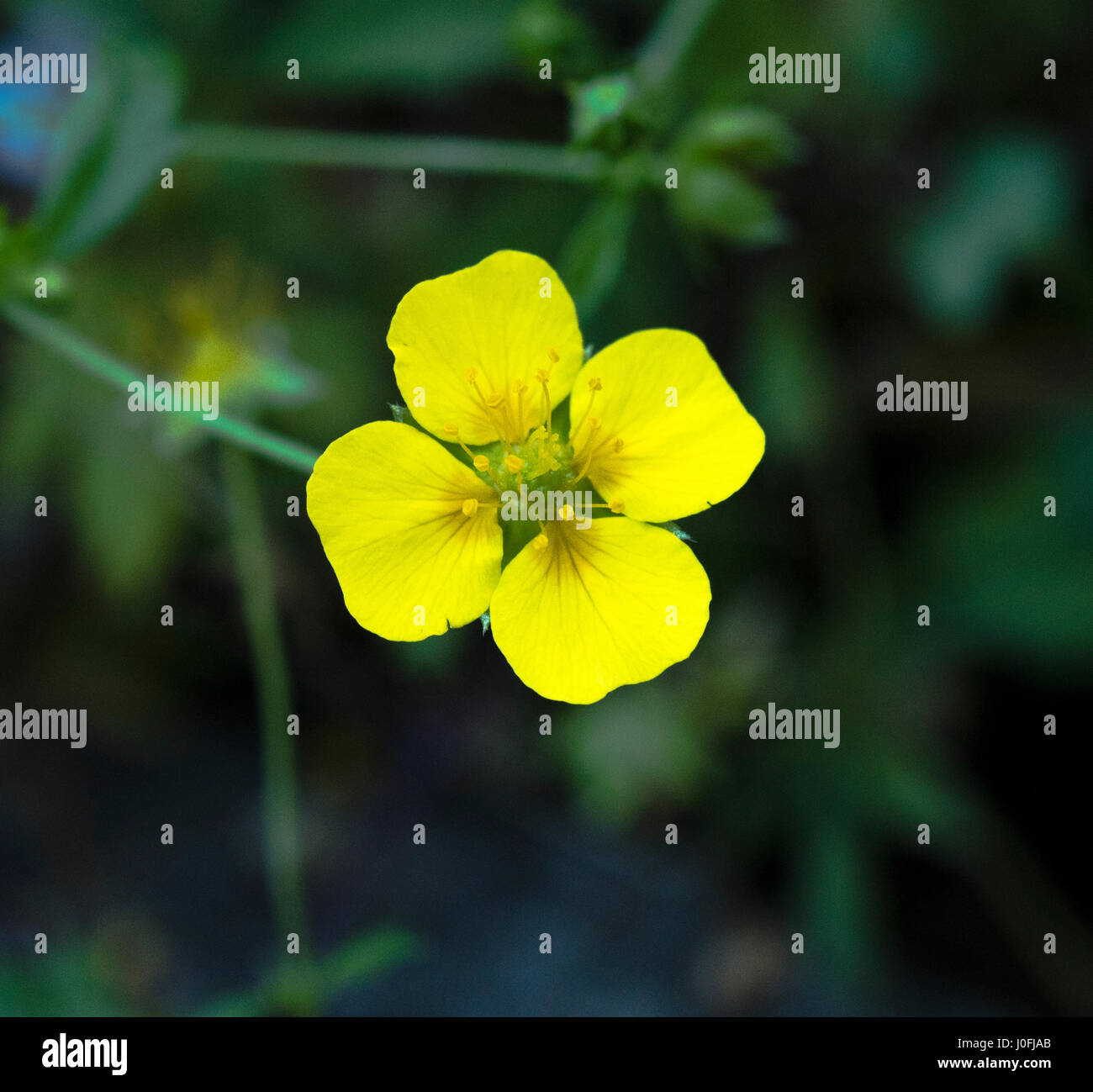 Common Tormentil or Septfoil (Potentilla erecta), hesse, germany ...