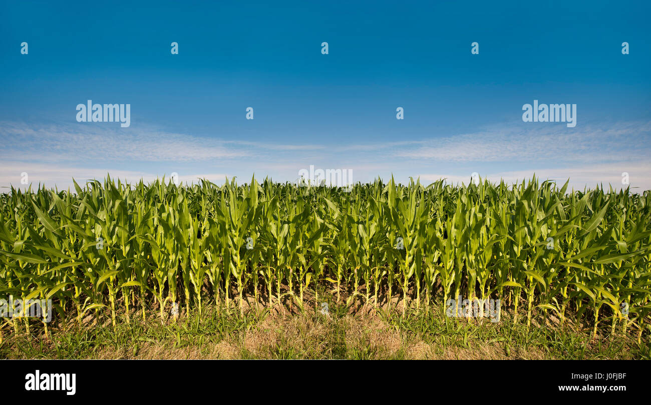 Corn field before harvest, Baden-Wuerttemberg, Germany Stock Photo - Alamy
