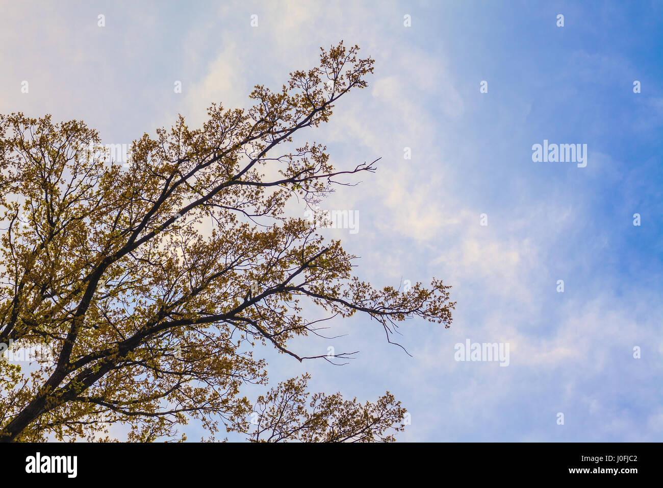 Details of a tree brunches in early spring and blue sky Stock Photo - Alamy