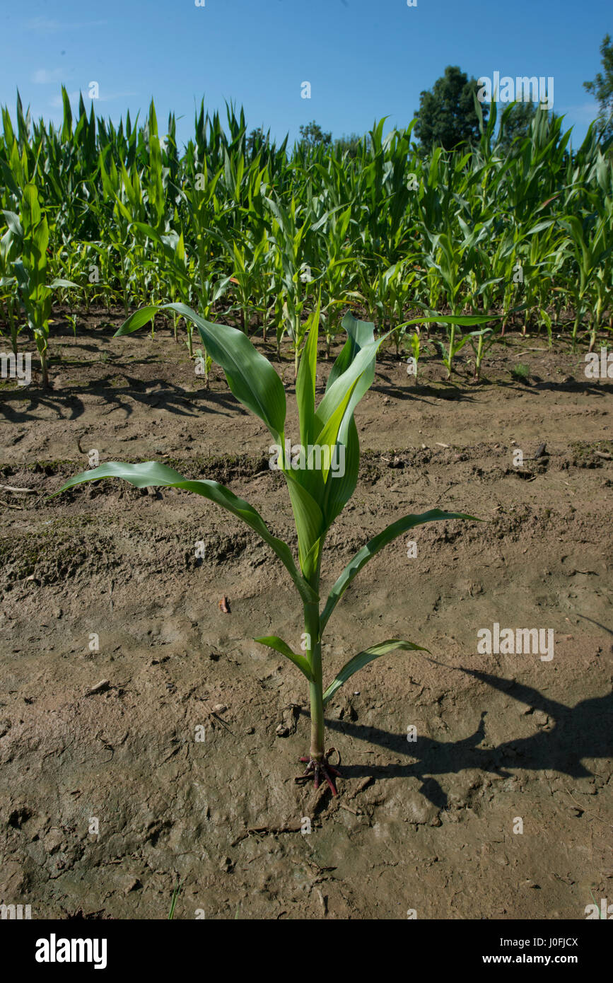 Corn field after heavy rainfall, Baden-Wuerttemberg, Germany Stock ...