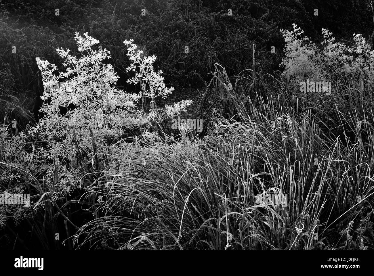 Wetland plants on frosty hi-res stock photography and images - Alamy