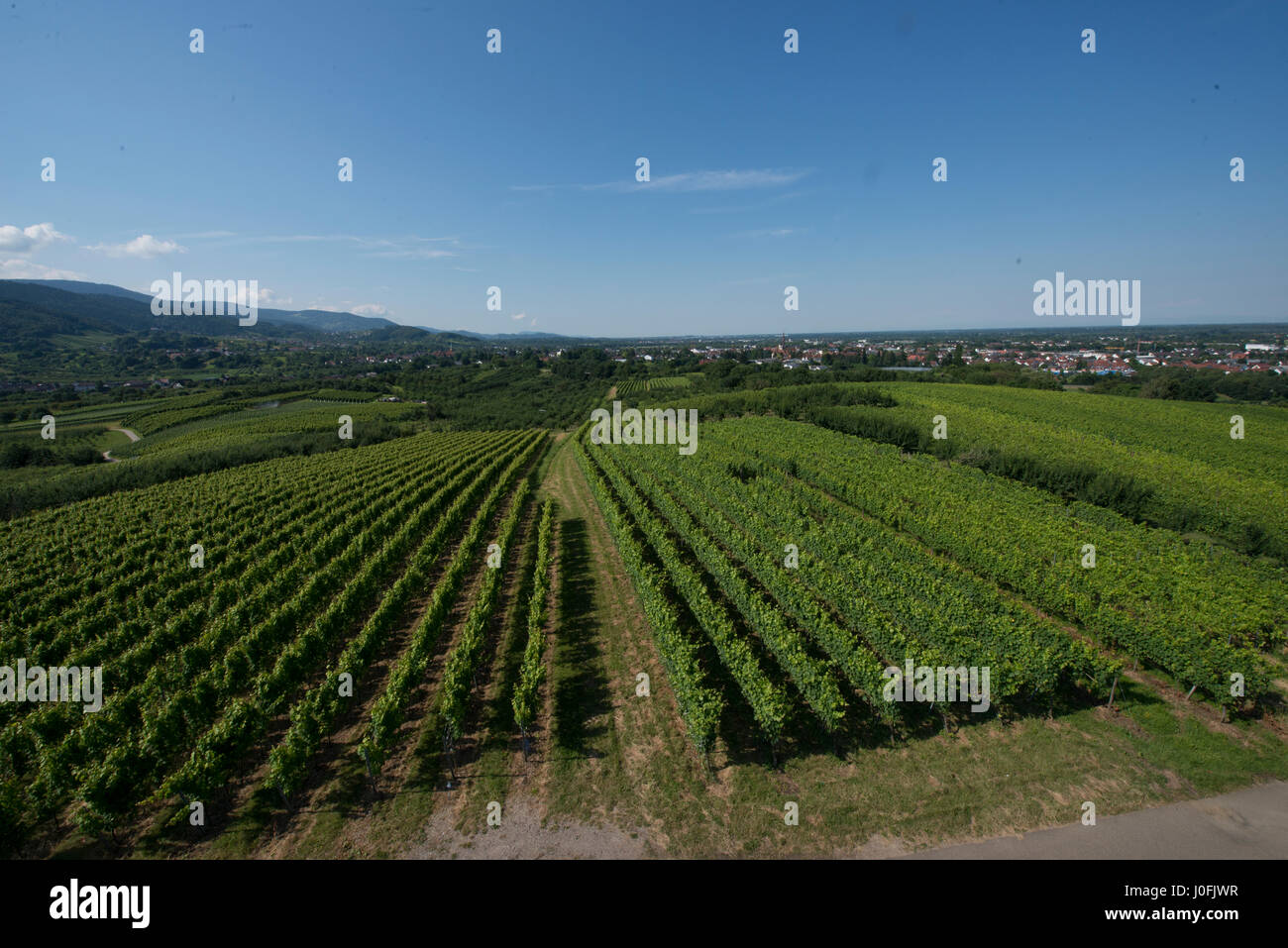 Rhine vineyard black and white hi-res stock photography and images - Alamy