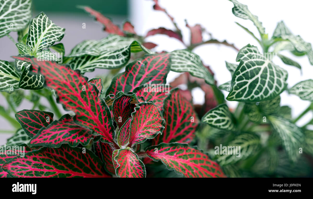 Fittonia hi-res stock photography and images - Alamy